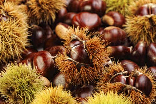 Continua la festa della castagna all'insegna del gusto e della storia ...