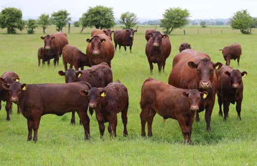 Eblex diventa Ahdb Beef&Lamb Cambio di denominazione e di strategia ...