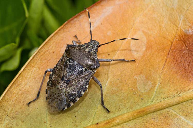 Cimice marmorata asiatica Flagello delle colture del Nord Italia ...