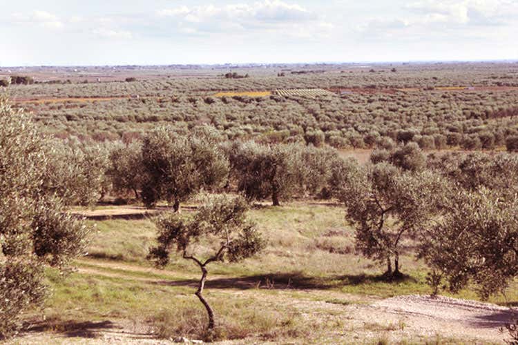 Cultura, storia ed enogastronomia Viaggio nella magia della Murgia ...