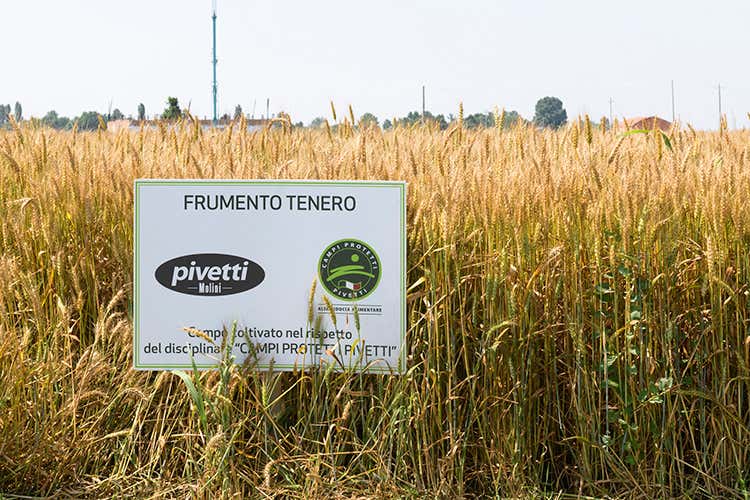 Dal campo alla tavola La filiera di qualità di Molini Pivetti - Italia a Tavola