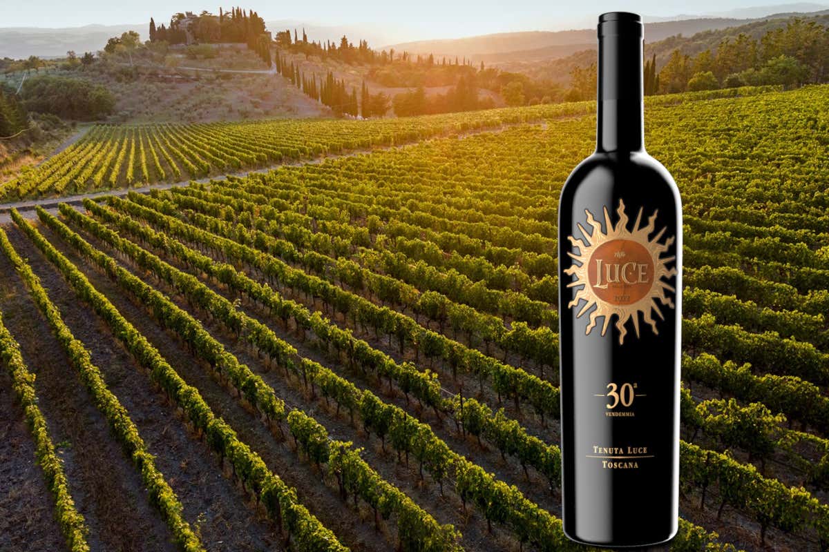 Luce, il vino icona di Tenuta Luce, si racconta in 30 vendemmie ...