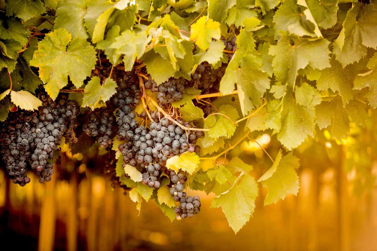 Guerra del Montepulciano: Cordisco nel registro dei sinonimi - Italia a ...