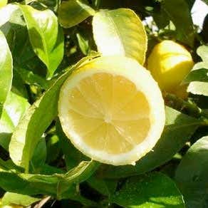 Nuova denominazione per l'Italia Il Limone di Rocca Imperiale è Igp ...