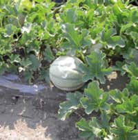 Melone Montagnanese - SCHEDA - Italia a Tavola