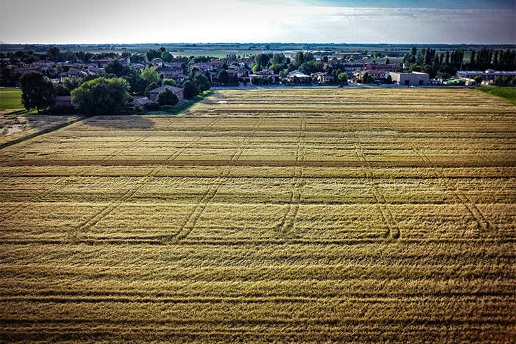 Molini Pivetti, farine certificate per sfornare pizze di eccellenza - Italia a Tavola
