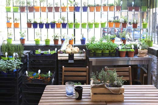 Orto Erbe e Cucina, a Milano gioielli gastronomici dal vivaio in tavola - Italia a Tavola