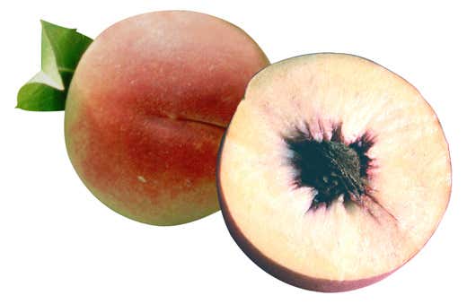 Pesca bianca di Venezia - SCHEDA - Italia a Tavola