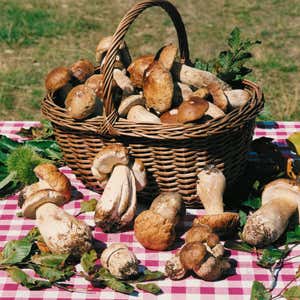 Festa per il Porcino di Albareto A settembre la fiera nazionale ...