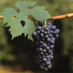 Rondinella, vitigno autoctono di VeronaIdeale per la produzione dei ...