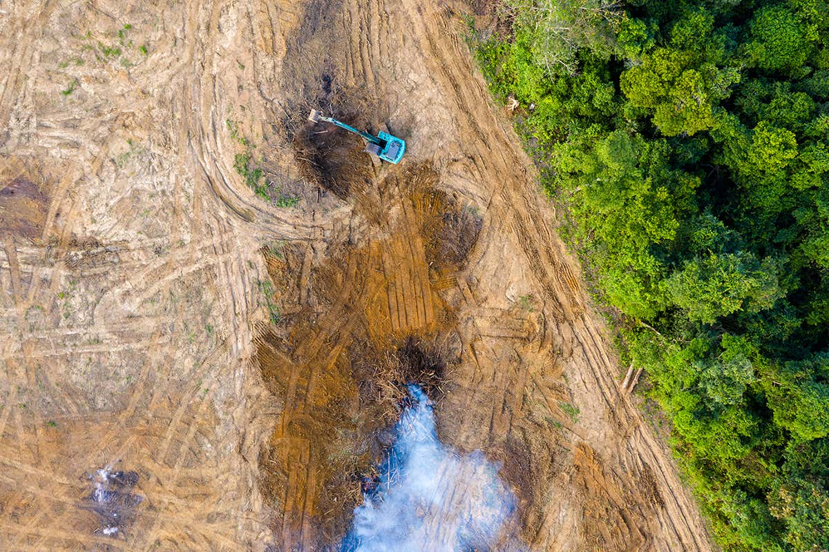 Deforestazione dell’Amazzonia, in 3 mesi sparita una foresta grande ...