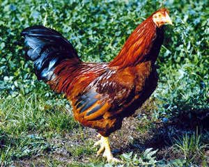 Piatti natalizia a San Damiano d’Asti Al via la tradizionale fiera del ...