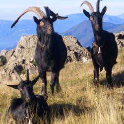 Per salvare la capra di Verzasca stanziati 290mila euro - Italia a Tavola