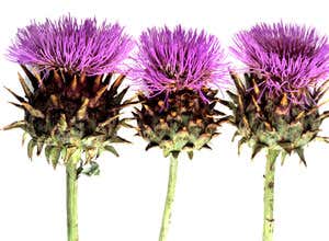 Il cardo, saporito dal cuore tenero, che migliora con le lunghe gelate ...