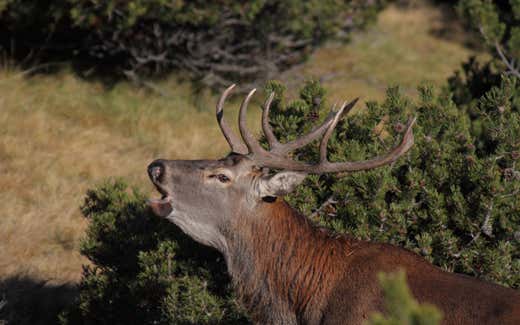 Safari notturno “alla corte” del cervo In Alta Valtellina alla scoperta ...