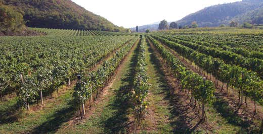 Collis Veneto Wine Group Sintesi perfetta del vino di collina - Italia ...