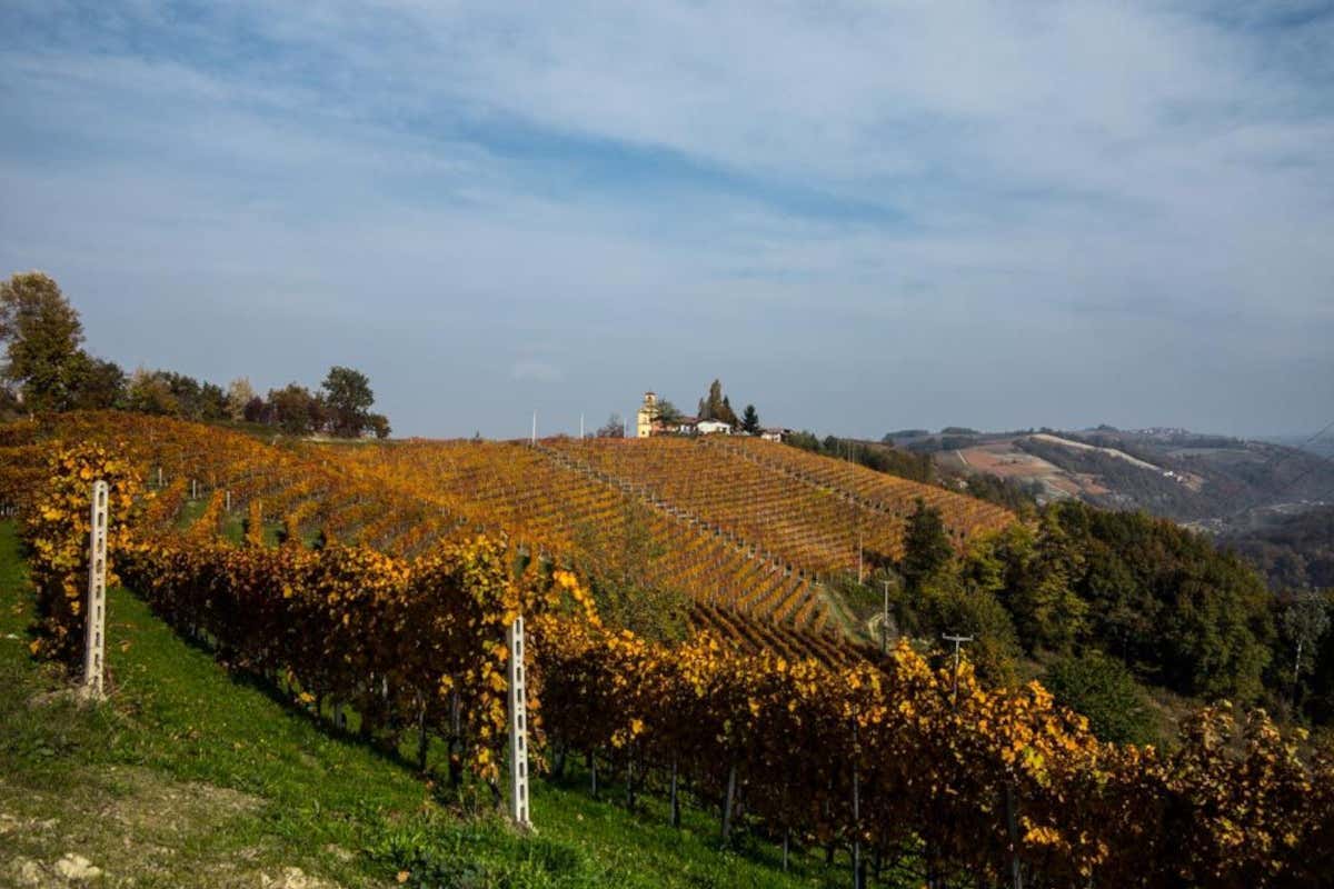 Terroir Dogliani, non solo Dolcetto Docg: vini, sapori, arte e ...