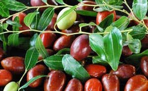 Giuggiola dei Colli Euganei - SCHEDA - Italia a Tavola