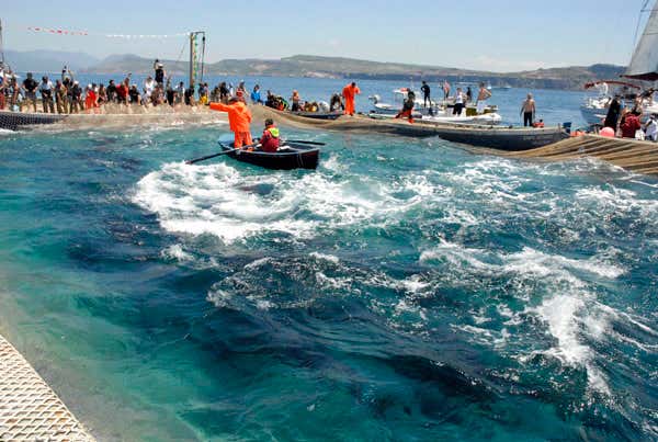 La mattanza del tonno a Carloforte (isola di San Pietro) - Italia a Tavola