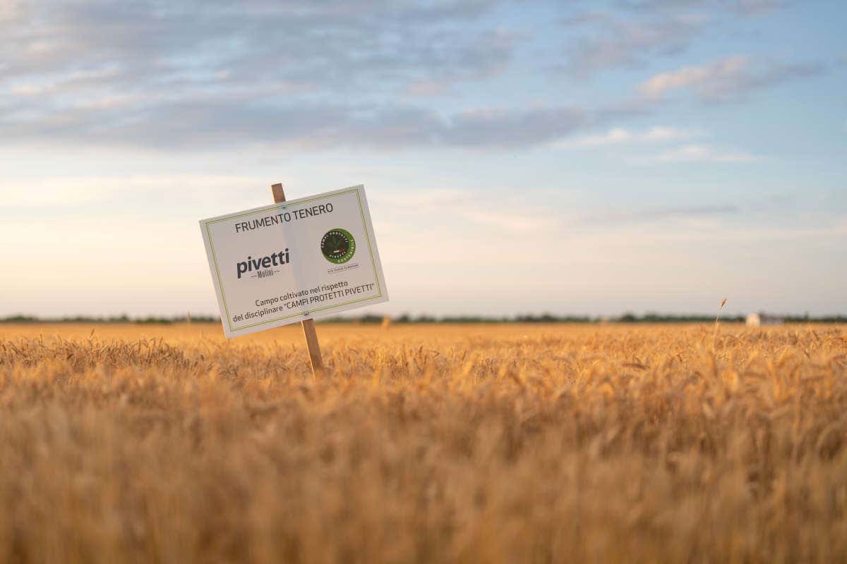 Molini Pivetti: 150 anni di una tradizione molitoria di famiglia - Italia a Tavola