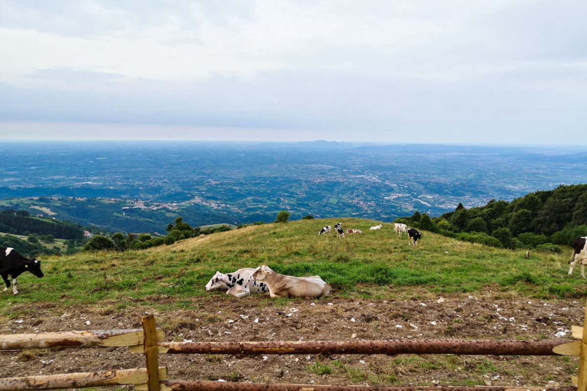 Le malghe dell'Altopiano dei Sette Comuni ottengono la certificazione ...