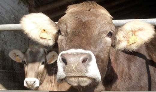 Mucca pazza dieci anni dopo In Italia cresce il "tipico" - Italia a Tavola
