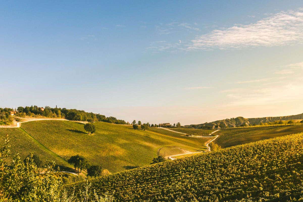 Palazzo di Varignana entra nel mondo dell’enologia con quattro varietà ...