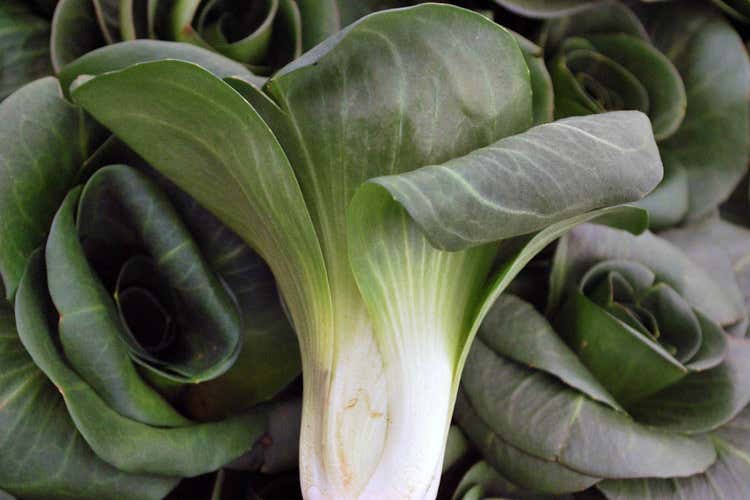 Roncade in festa: torna la Fiera del radicchio Verdòn - Italia a Tavola