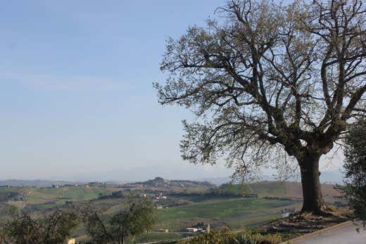 I vitigni più preziosi delle Marche al centro dell'Anteprima dei Vini ...