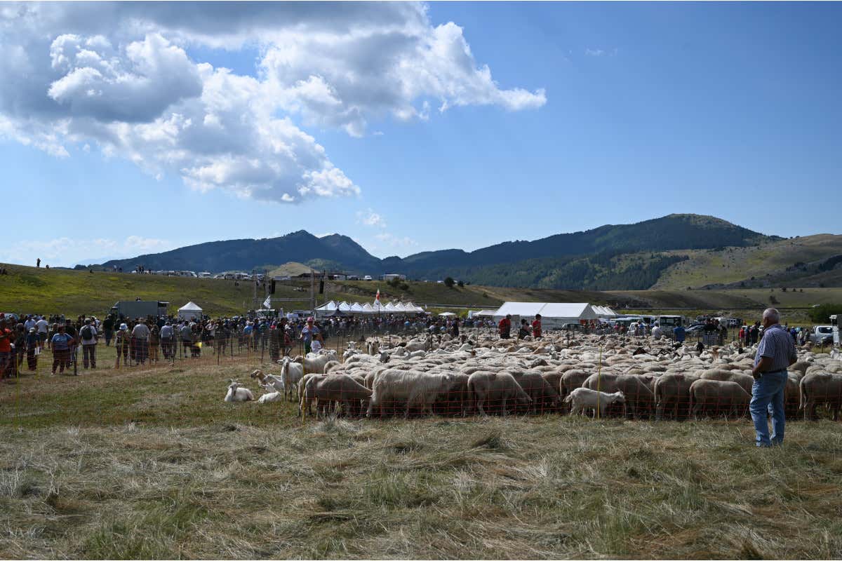 Musiche, balli e tipicità gastronomiche, la transumanza emoziona l ...