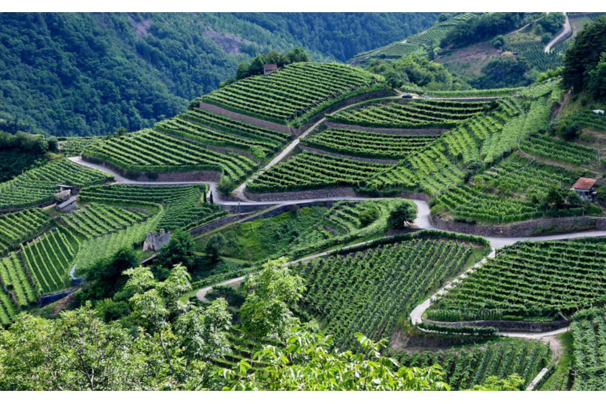 Vigneto Italia, il valore supera i 56 miliardi. Circa 84mila euro a ...