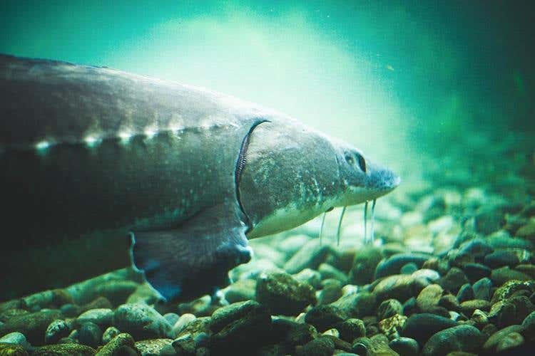 Calvisius, l'eccellenza del caviale italiano Novità “artigianali ...